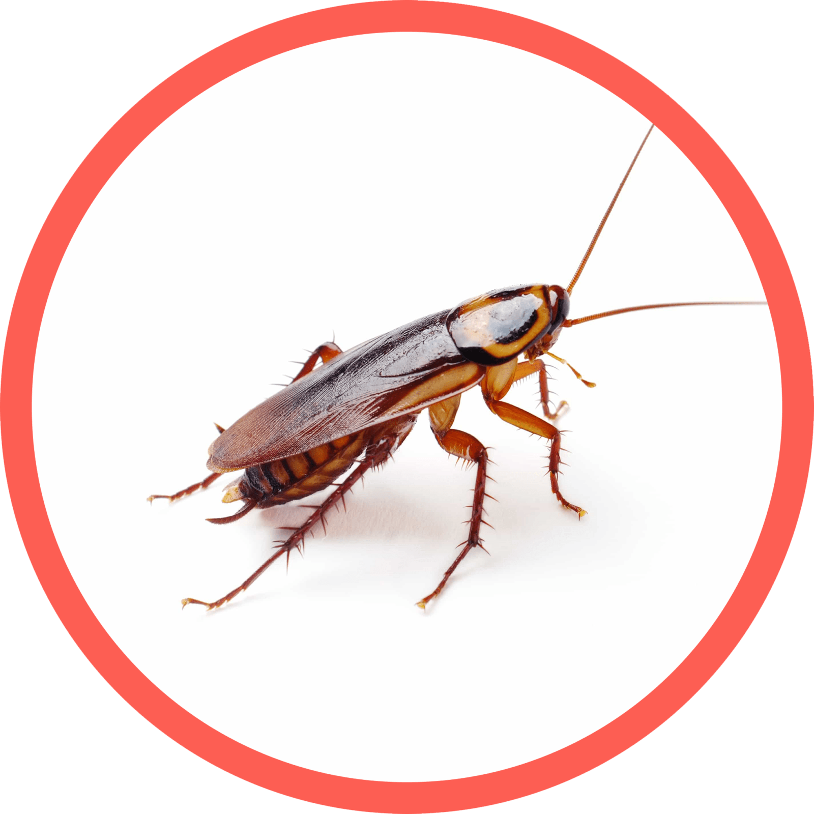 Pest Control Service Mansfield